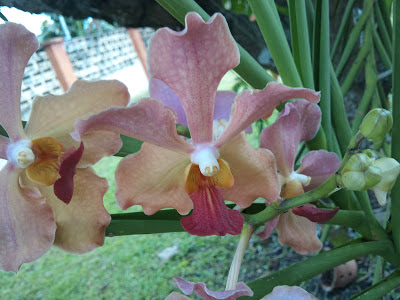 I Live In KK: Orchid Growing On Mango Tree