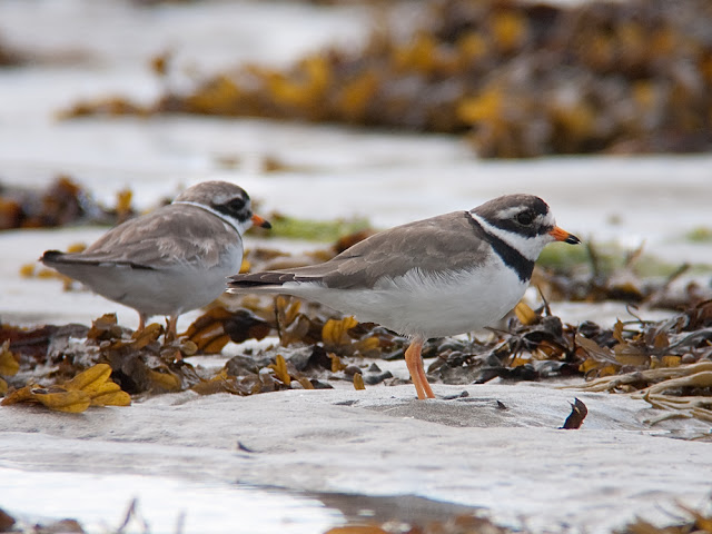 birdsgalway: Claddagh Beach and a few regulars