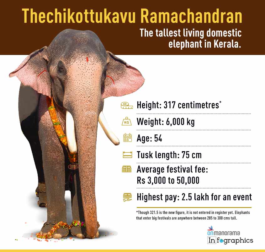Kerala Elephant Height Order