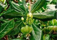 Anim Agro Technology: PUTAT