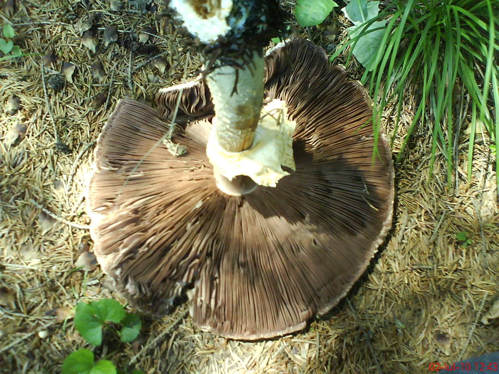 La ciuperci: Ciuperci de padure (Agaricus silvaticus) - *** - poze