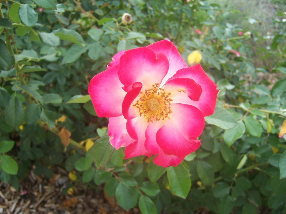 The 2 Minute Gardener: Photo - Floribunda Rose 'Nicole'
