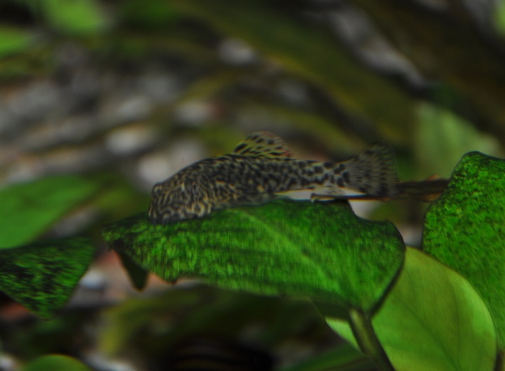 ZOOTOGRAFIANDO (6.100 ANIMALS): LOCHA MARIPOSA CHINO (Pseudogastromyzon ...