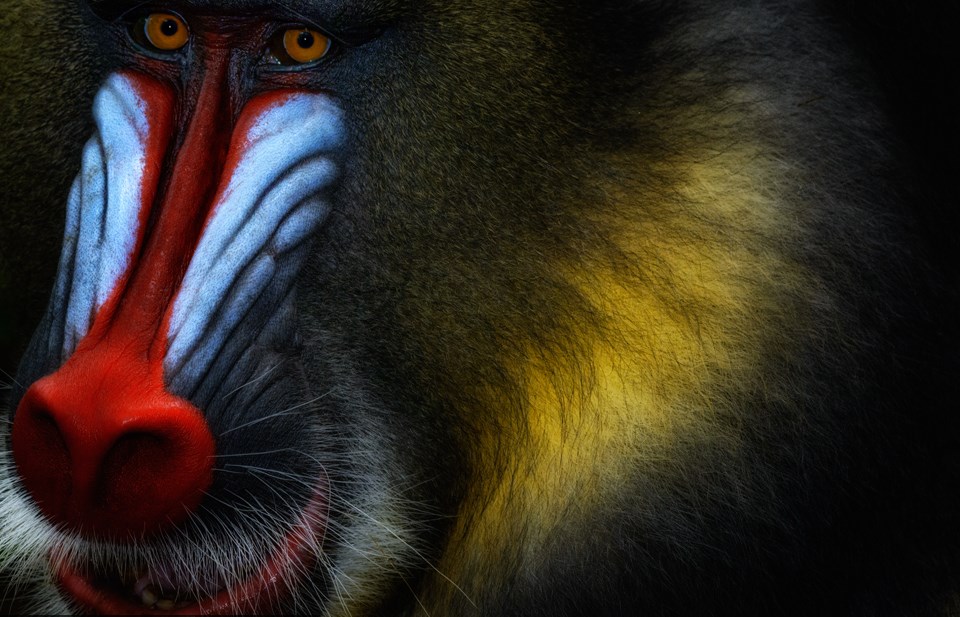 Occhi fragile: Mandriles en el parque Lekedi