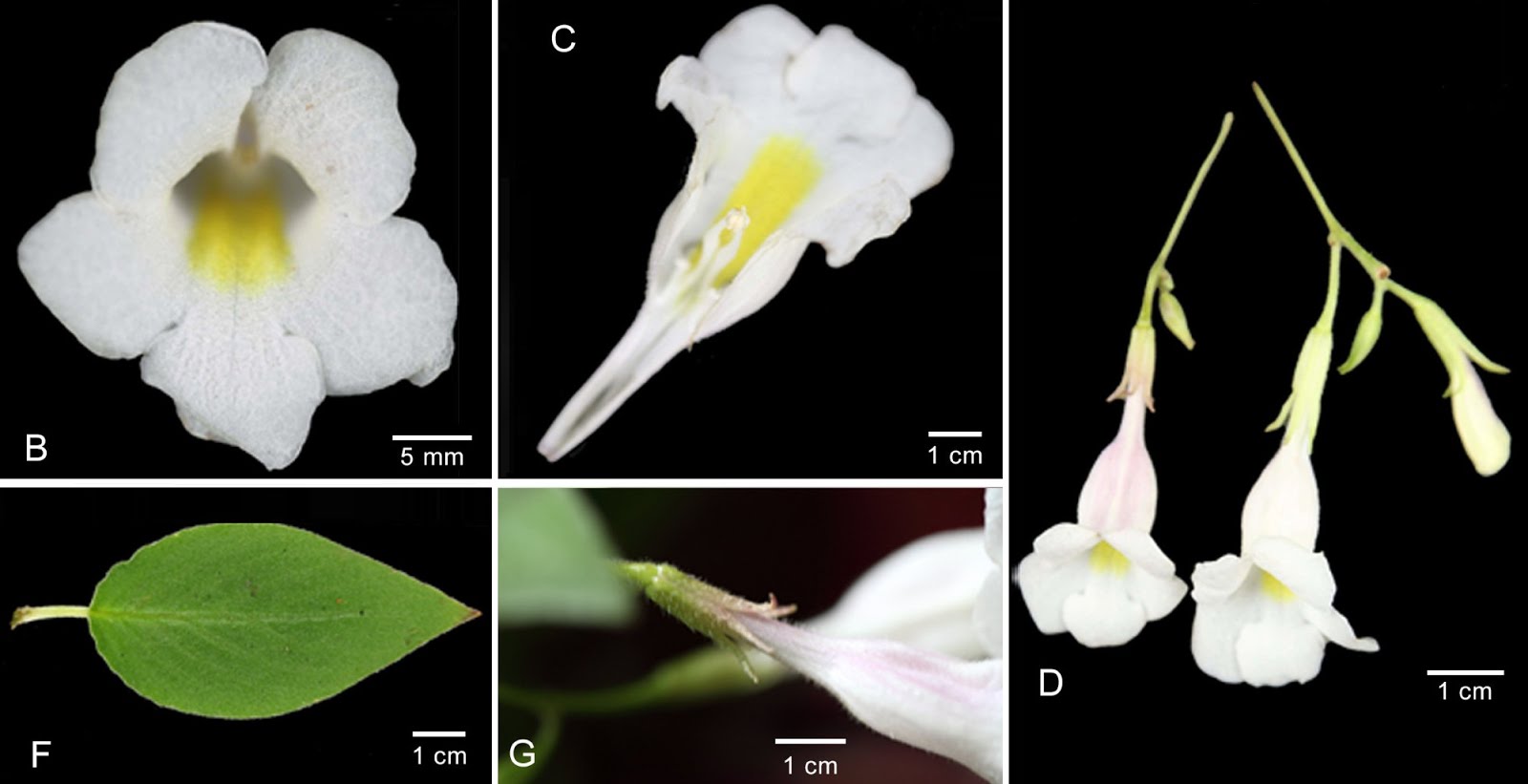 Species New to Science: [Botany • 2016] Henckelia wijesundarae • A New ...