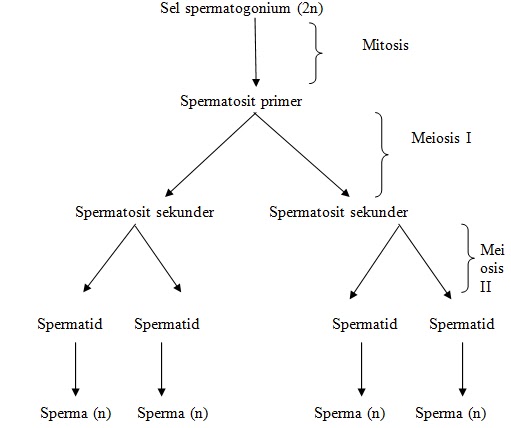Gametogenesis, Menstruasi, Ovulasi ~ E-learning