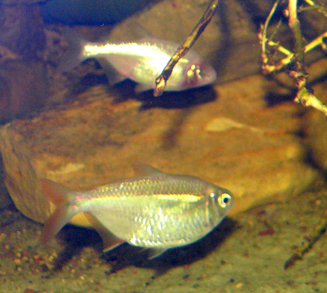 Fish Pictures: Cave tetra, blind tetra - Astyanax mexicanus