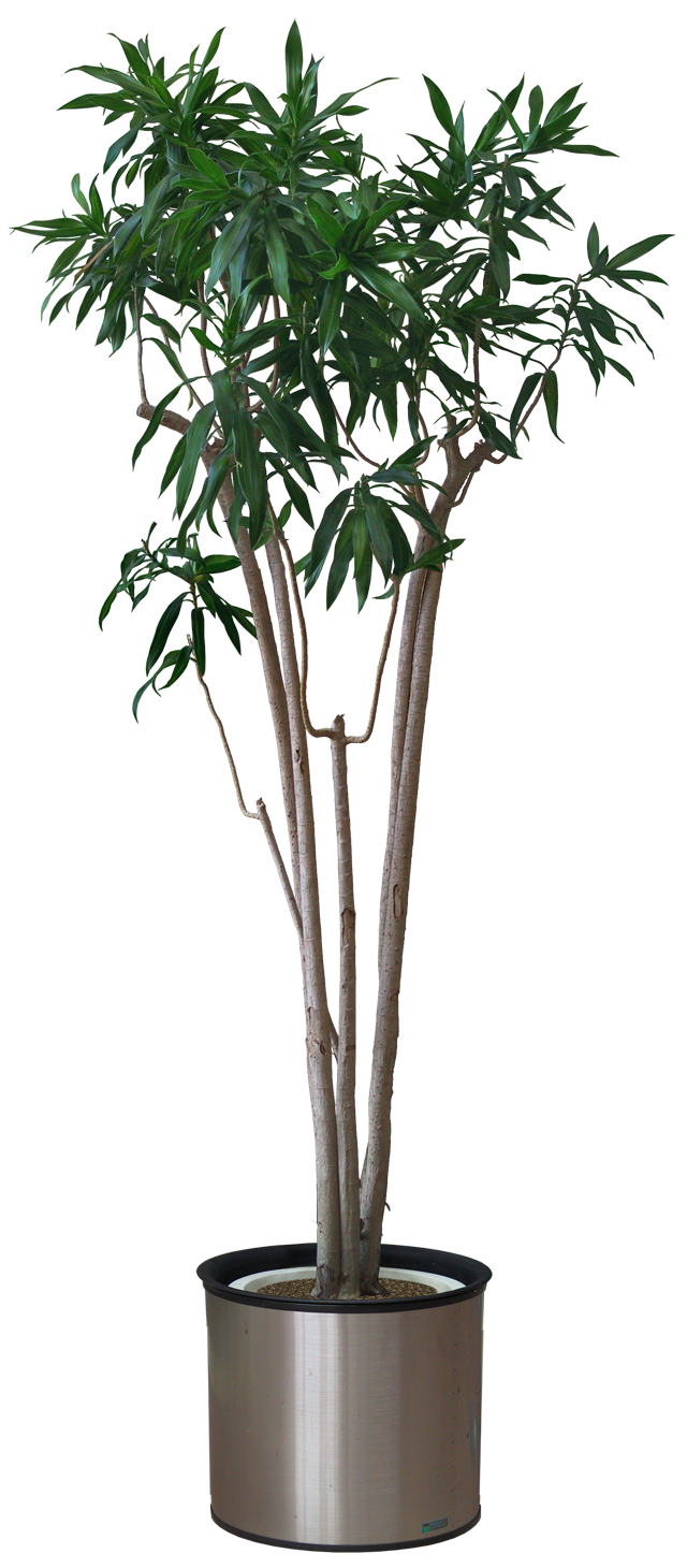 Pleasures in Helping Others: Beautiful Transparent Plants & Trees - 2nd ...