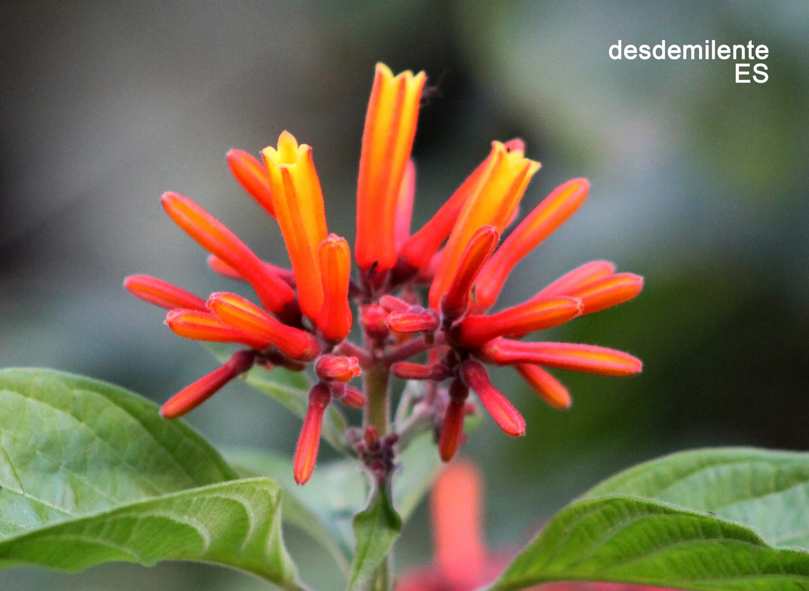 noviembre 2011 ~ .:El Salvador desde mi lente:.