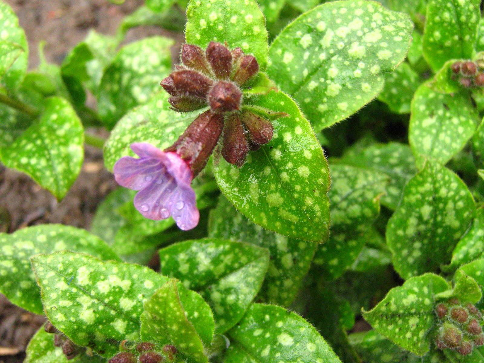 Rindy Mae: The Lungwort Is Blooming!