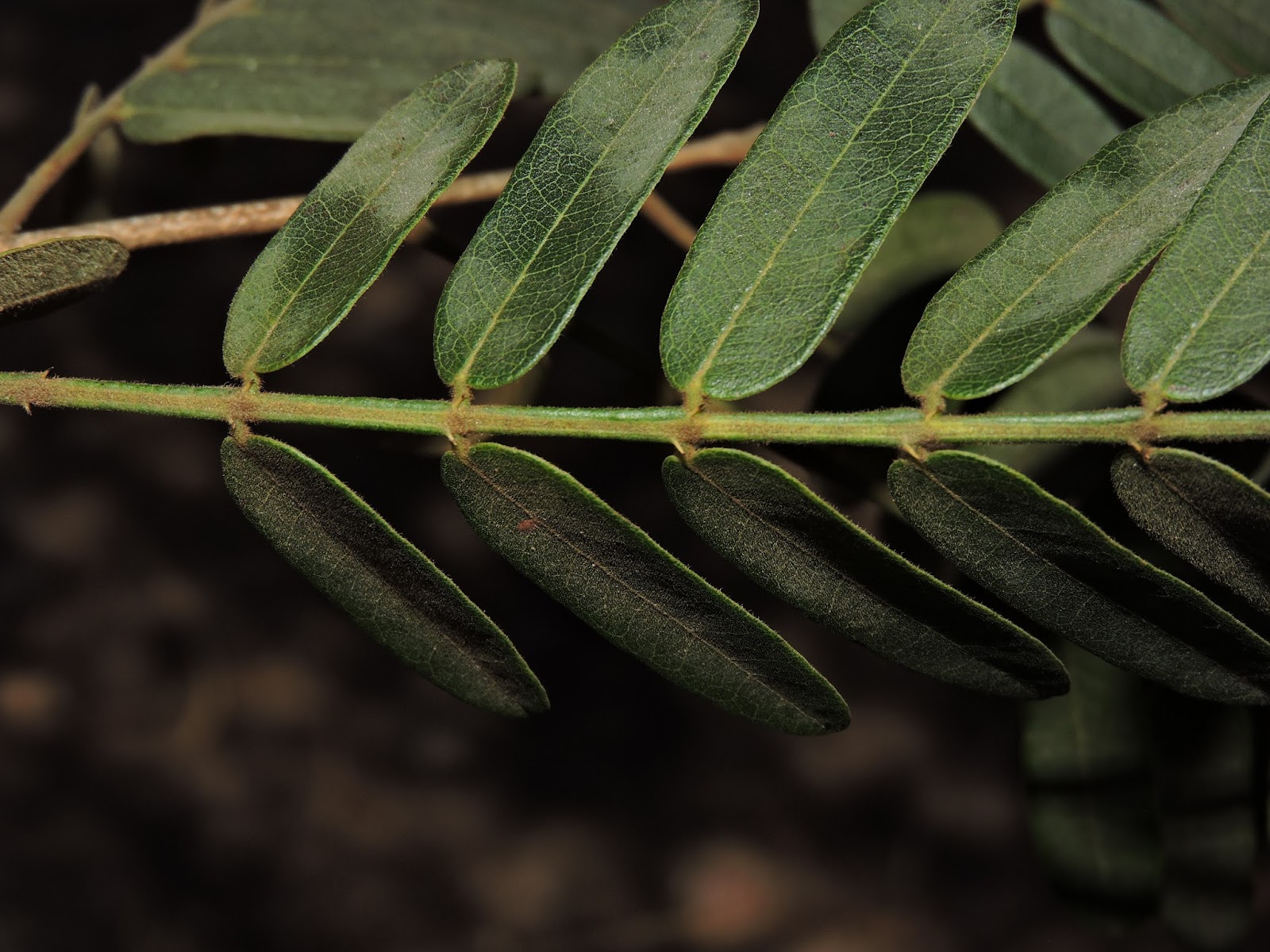 Fabaceae - Leguminosae no Brasil: Swartzia