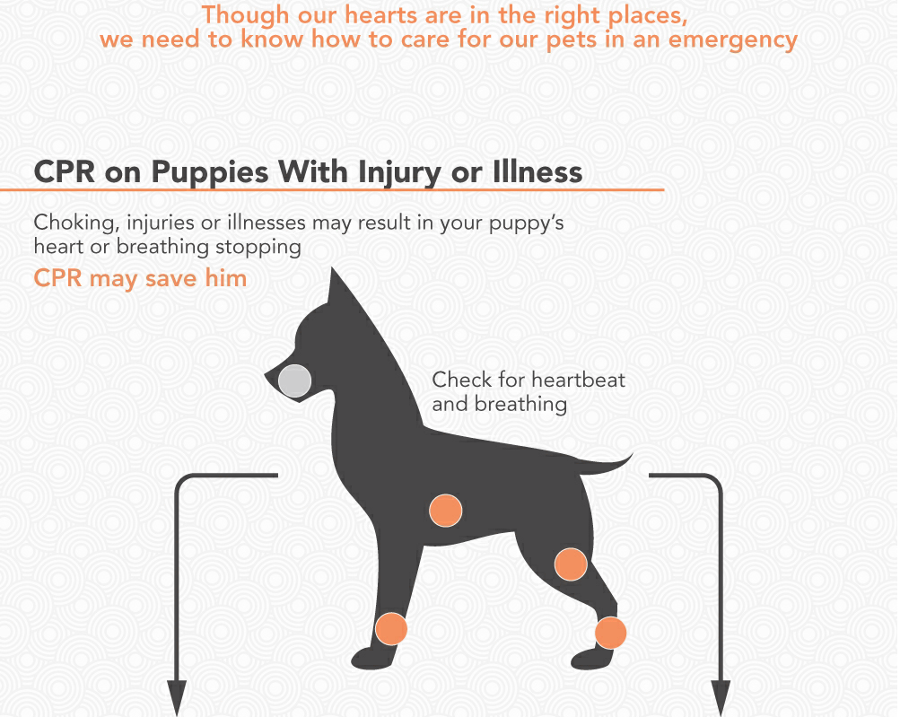 About Animals: Infographic Guide to Puppy CPR