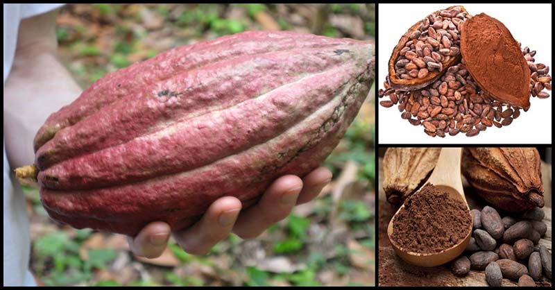 Cocoa’s Superb Healing Properties Can Surpass Even Blueberries And Acai ...