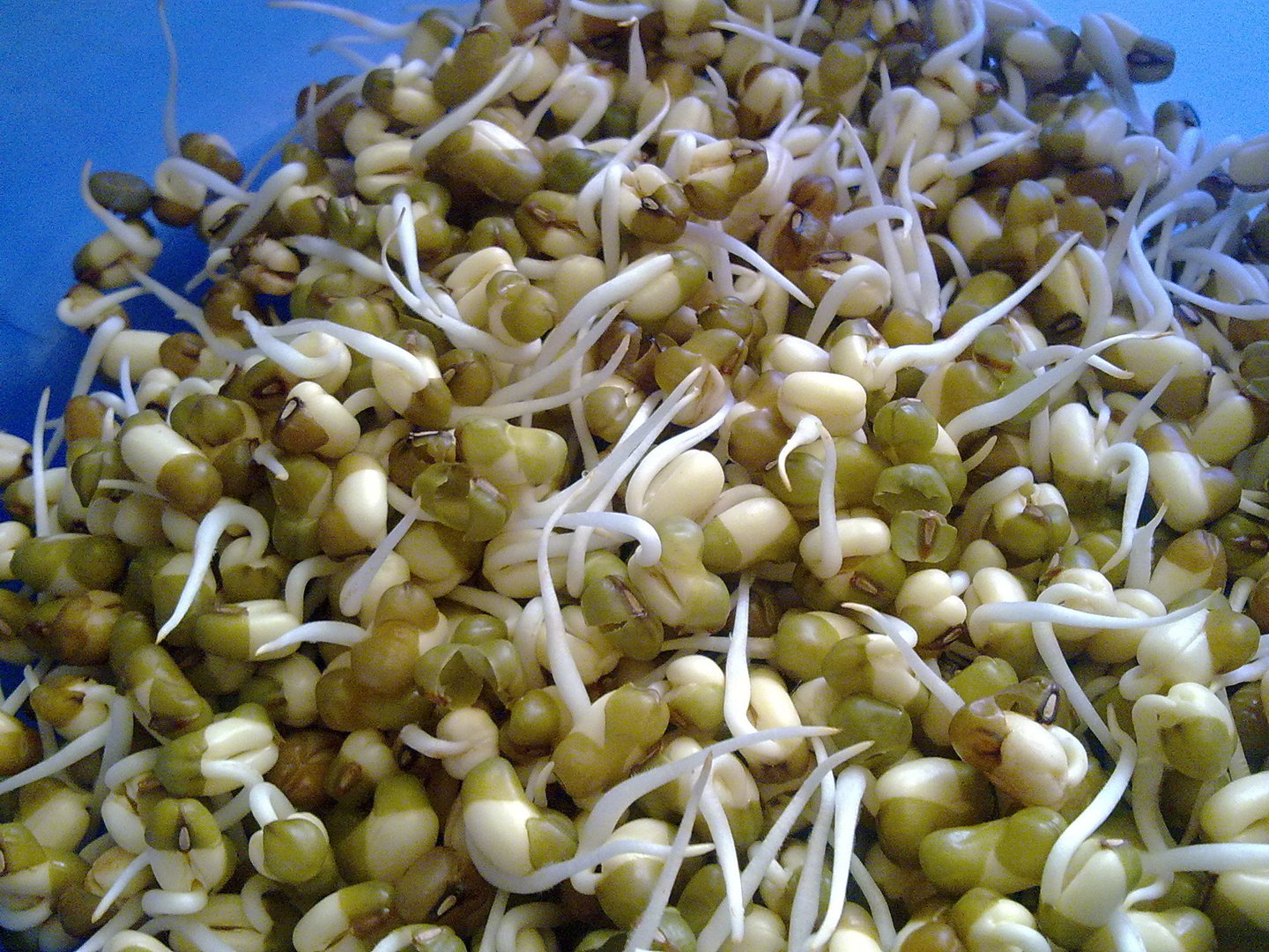 Alimentación sana y natural: Transgénicos, salud y medio ambiente