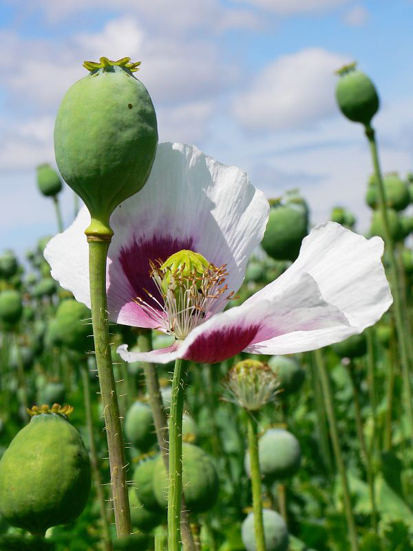 BaseOnTrueStory: Opium (Part I)