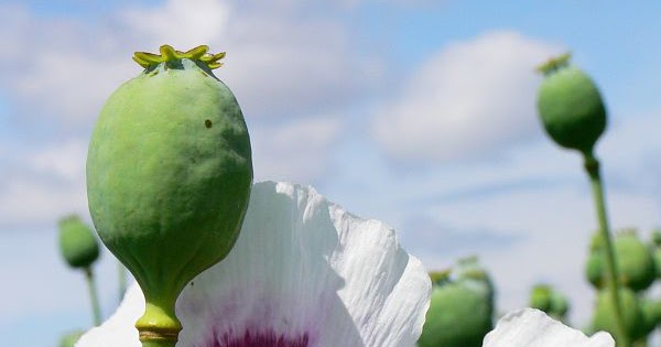 BaseOnTrueStory: Opium (Part I)