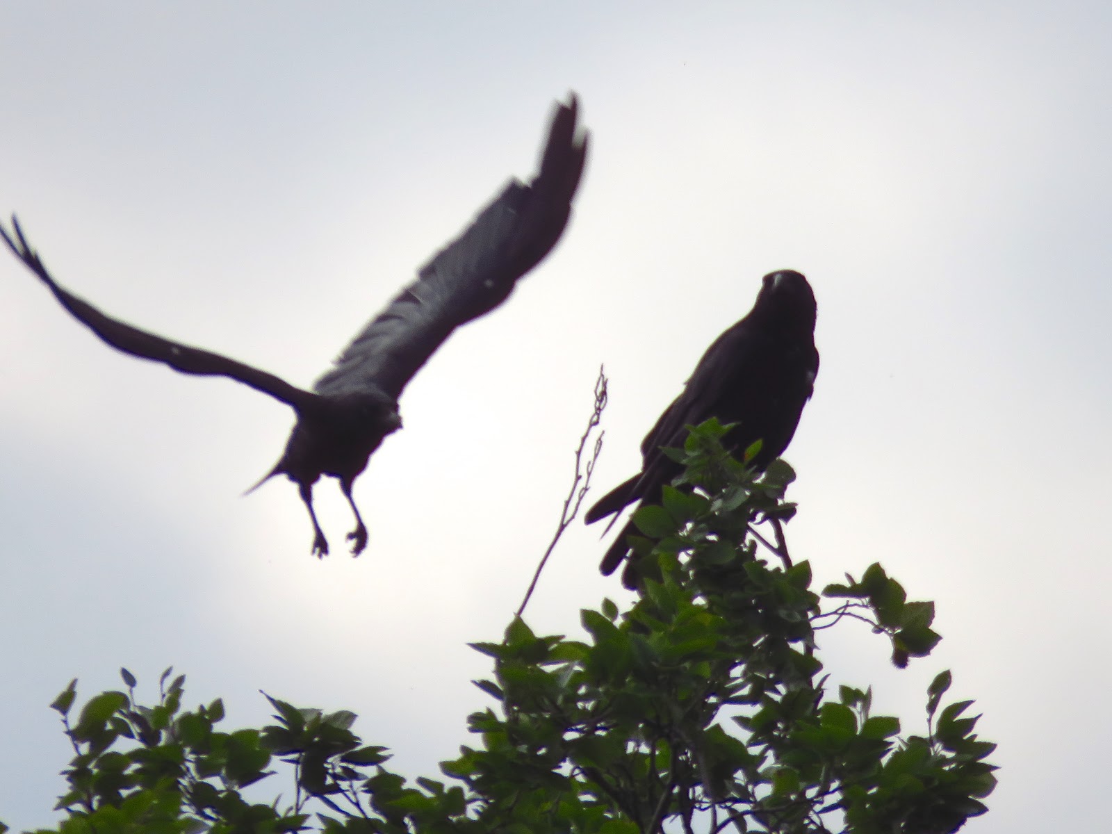 The Rattling Crow: Individual human recognition in crows