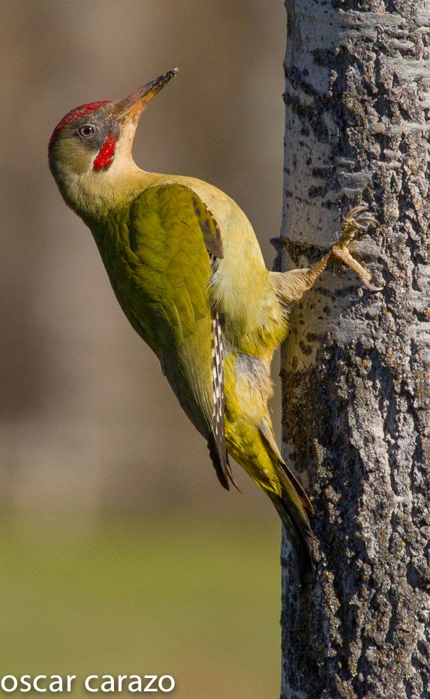 AVESANTURTZI: PITO REAL