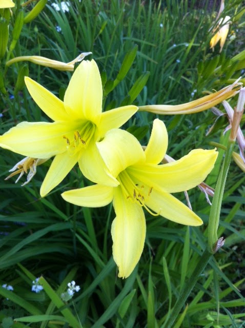 Irishaven: Efter iris kommer dagliljer.....