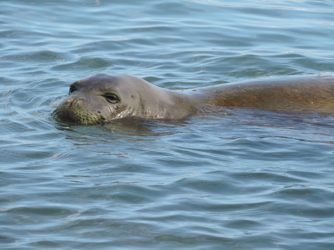 MonkSealMania.blogspot.com: 9-13-2013 DB's Dailies: Kea@AD, Buster ...