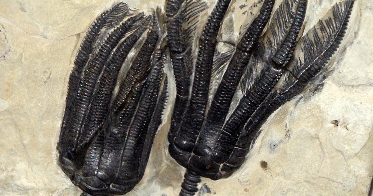 Extinct Animal of the Week: Overlooked Animals