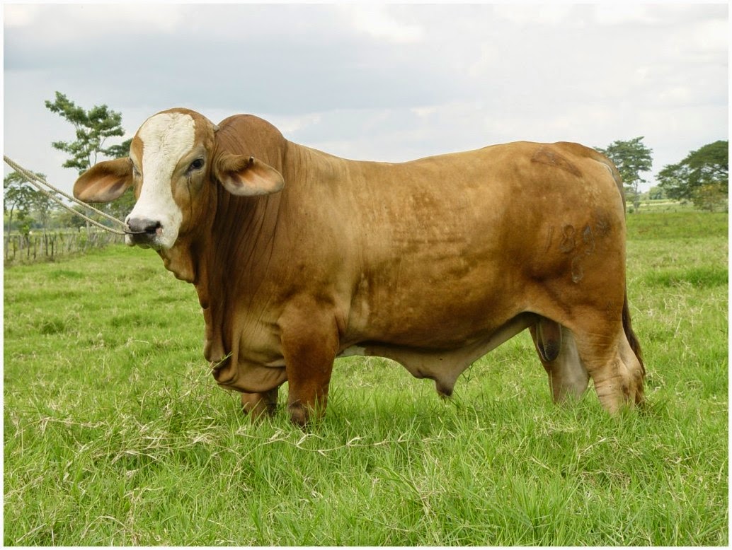 Generalidades de la Ganadería Bovina.: Simbrah