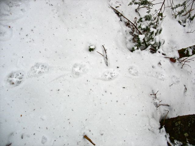 Botanical: Recalling a winter trip…