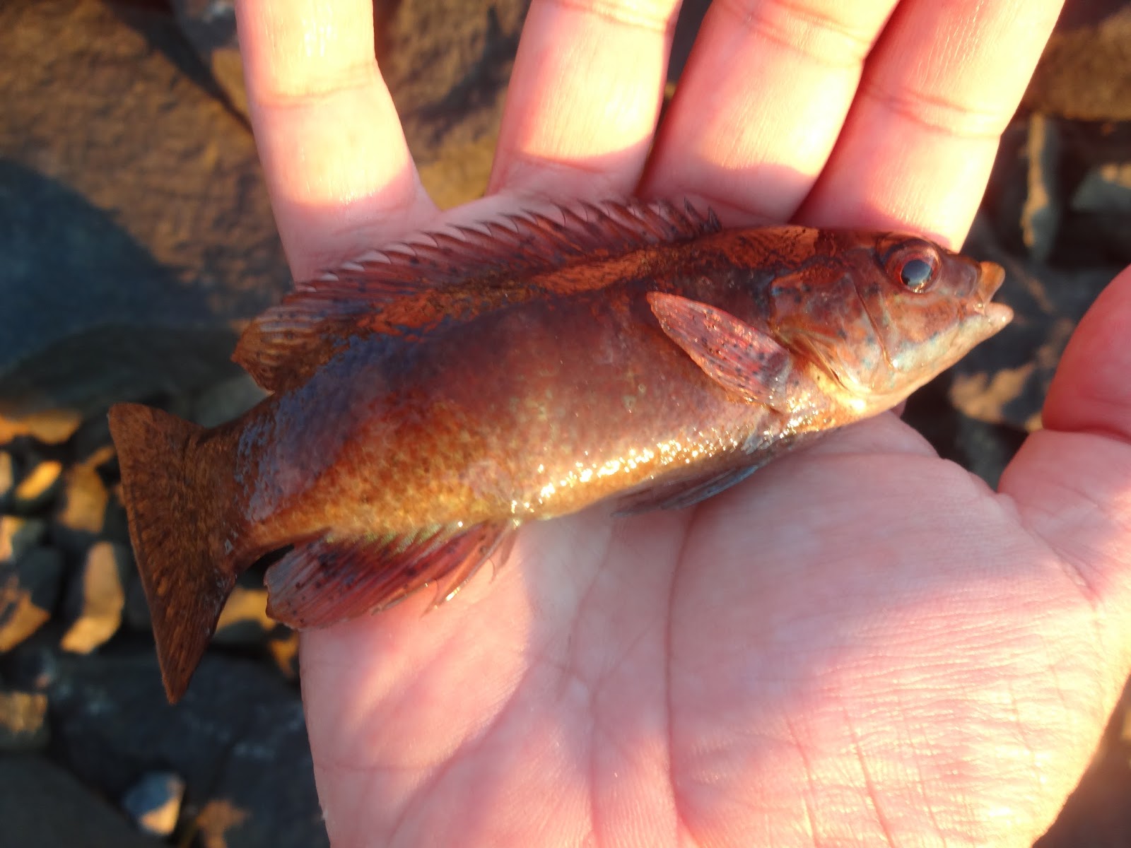 Extreme Philly Fishing: August Fishing Sessions (Last Update: COMPLETE)