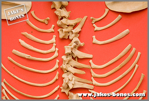 How to rearticulate a fox skeleton: part two : Jake's Bones