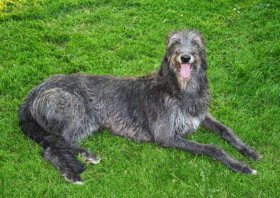 Deerhound o Lebrel escocés