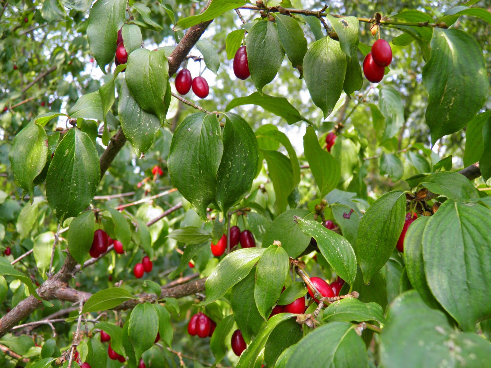 PASARI DIN ROMANIA: PLANTE SALBATICE (1), Arbusti si arbori