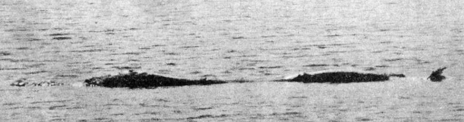 LOCH NESS MONSTER: Good Searle, Bad Searle