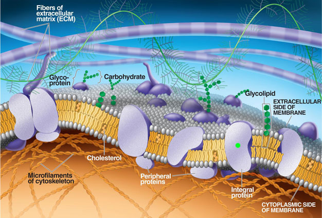 Mr. Medic: #7 Anatomy & Physiology Chapter 3