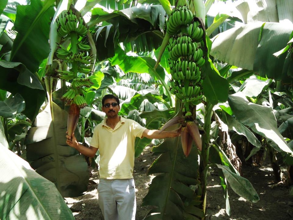 AgriHunt: Banana production Recipe