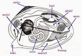 Mengenal Kerang Darah (Anadara granosa) - ANAK IKAN