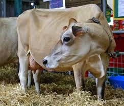 Kilimo Poa: The 4 most common cattle dairy breeds in Kenya