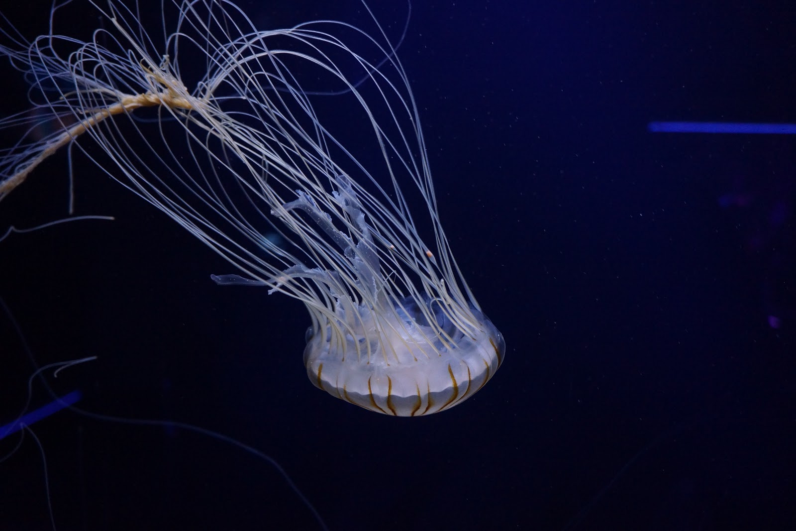 What is the new jellyfish exhibition at London Aquarium like?