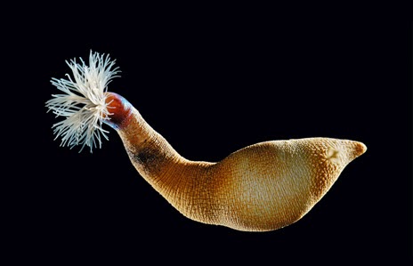 STEFAN LUKETA: FILUM PRIAPULIDA