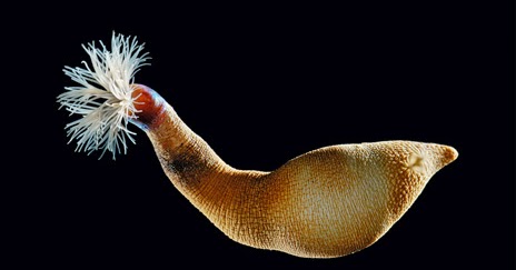 STEFAN LUKETA: FILUM PRIAPULIDA