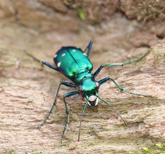 Real Monstrosities: Tiger Beetle
