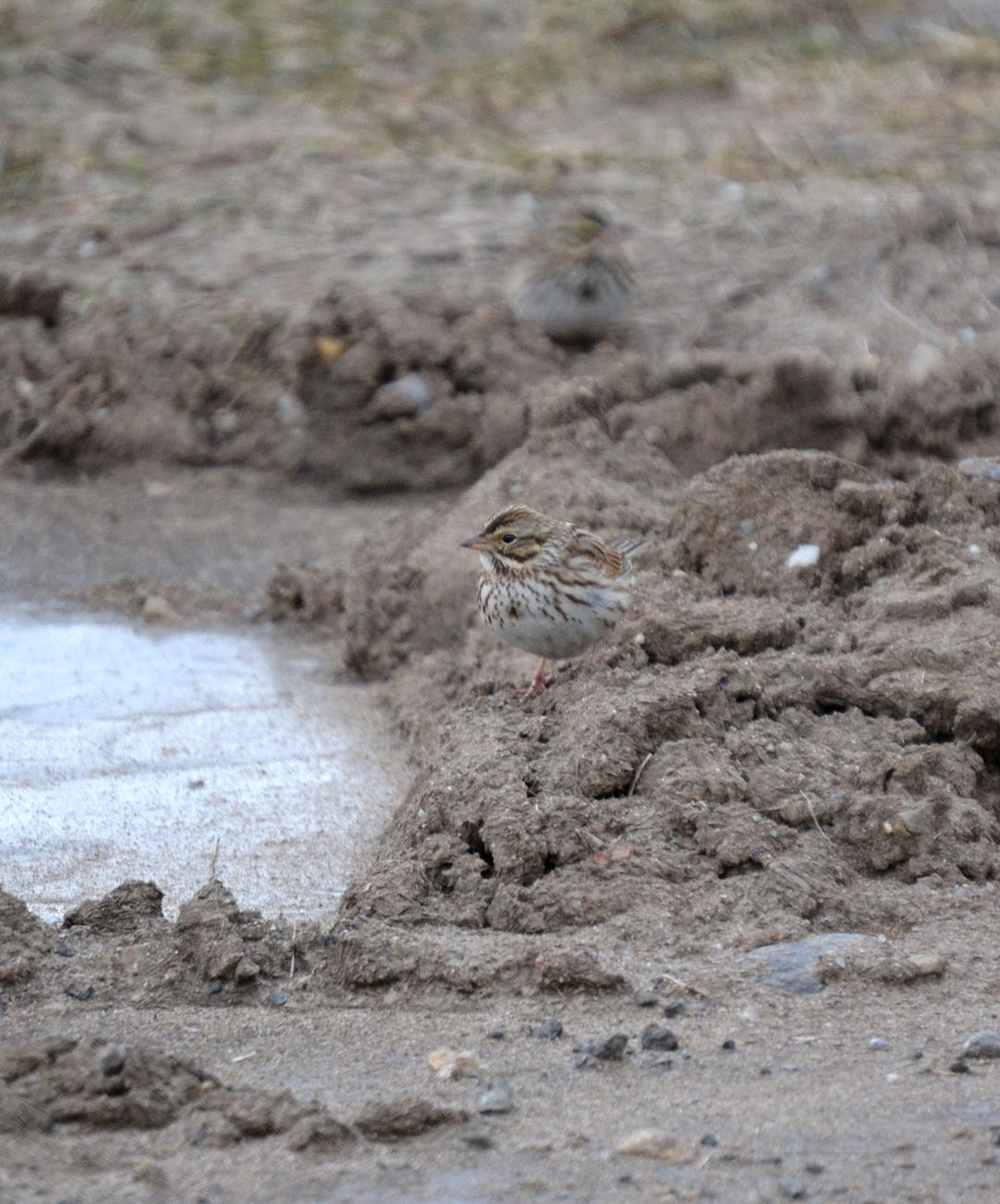 Woods Walks and Wildlife: February 2013