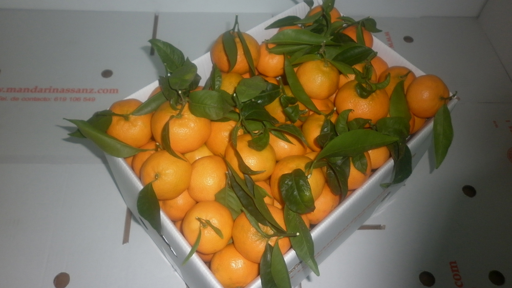 MandarinasSanz.com - Evolución: La mandarina clementina Clemenules o ...
