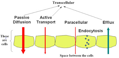 Medicinal Chemistry Basics (All you need to know): ABSORPTION: PASSIVE ...