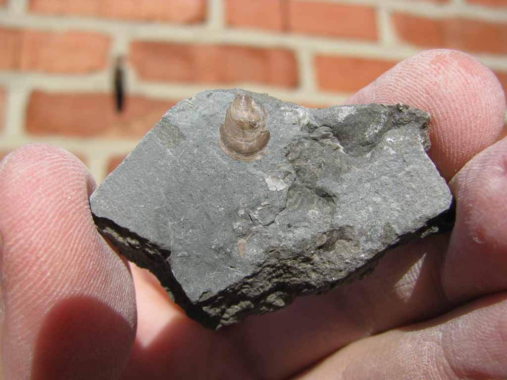 Views of the Mahantango: Lingula brachiopod from the Verulam fm