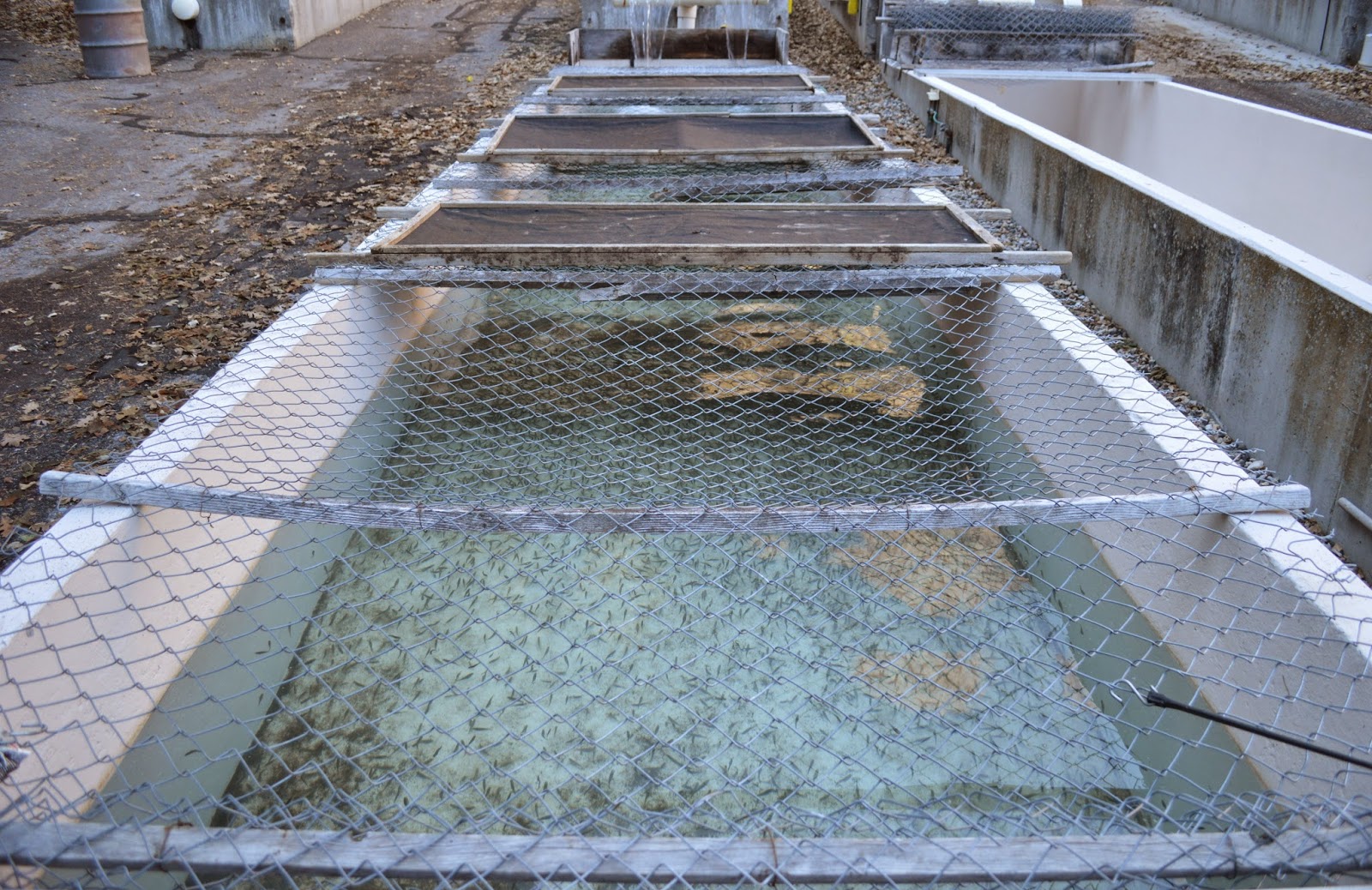 Mark Thomas - Geology Blog: STERLING SPRINGS FISH HATCHERY