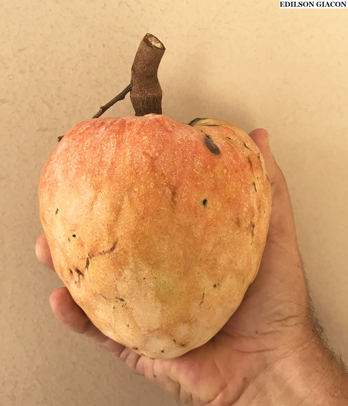 Viveiro Ciprest - Plantas Nativas e Exóticas: Anona Lisa ou Condessa ...