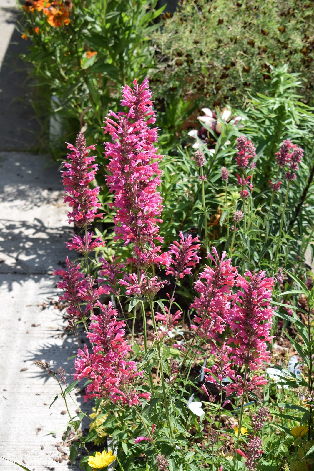 Norm's Nursery: The JPEGs and nothing but the JPEGs