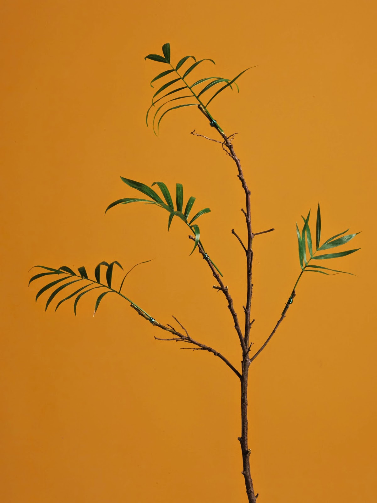 b r i g i t . h e g a r t y: Flower metamorphosis - Art Direction and ...