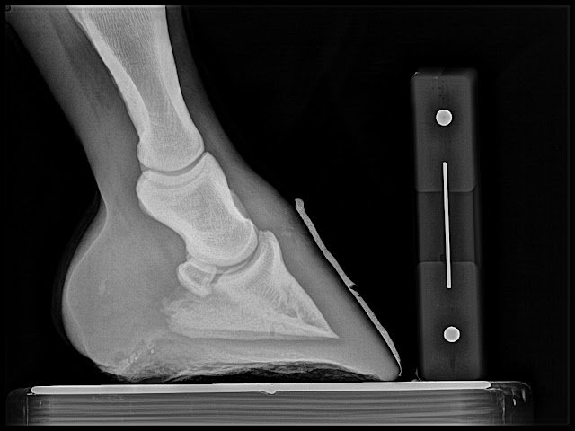 Innovative Equine Podiatry: Images from the October Podiatry clinic ...
