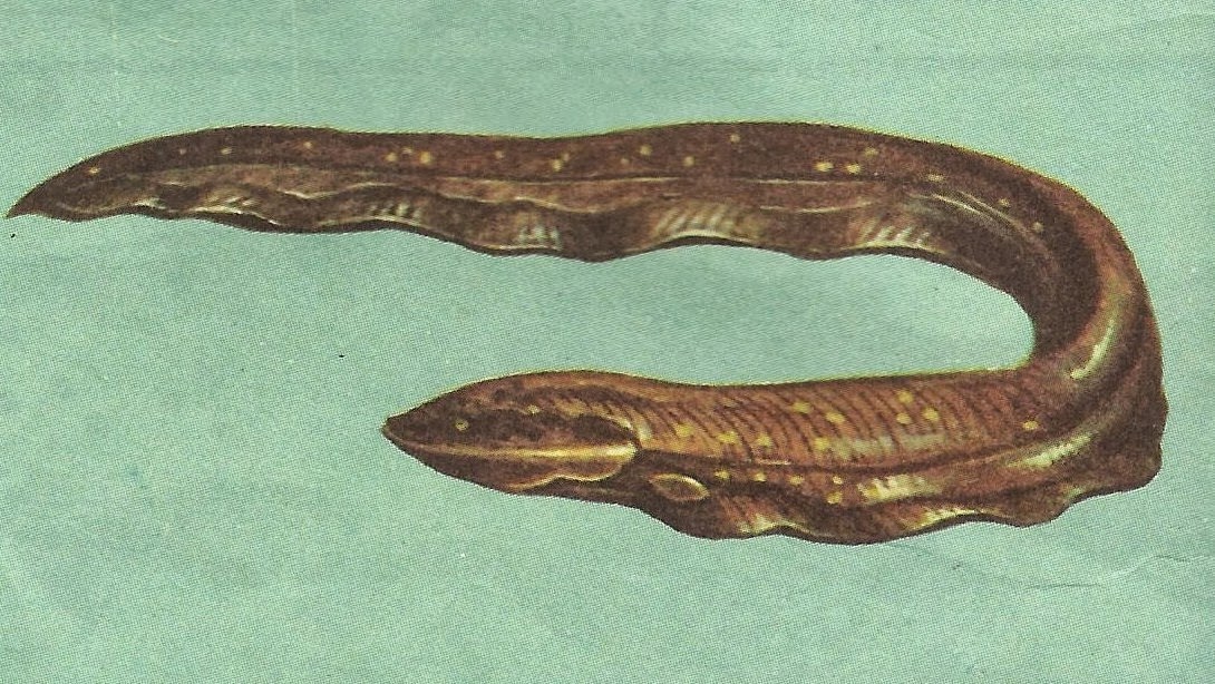 Segundo Ano Biologia: Peixes